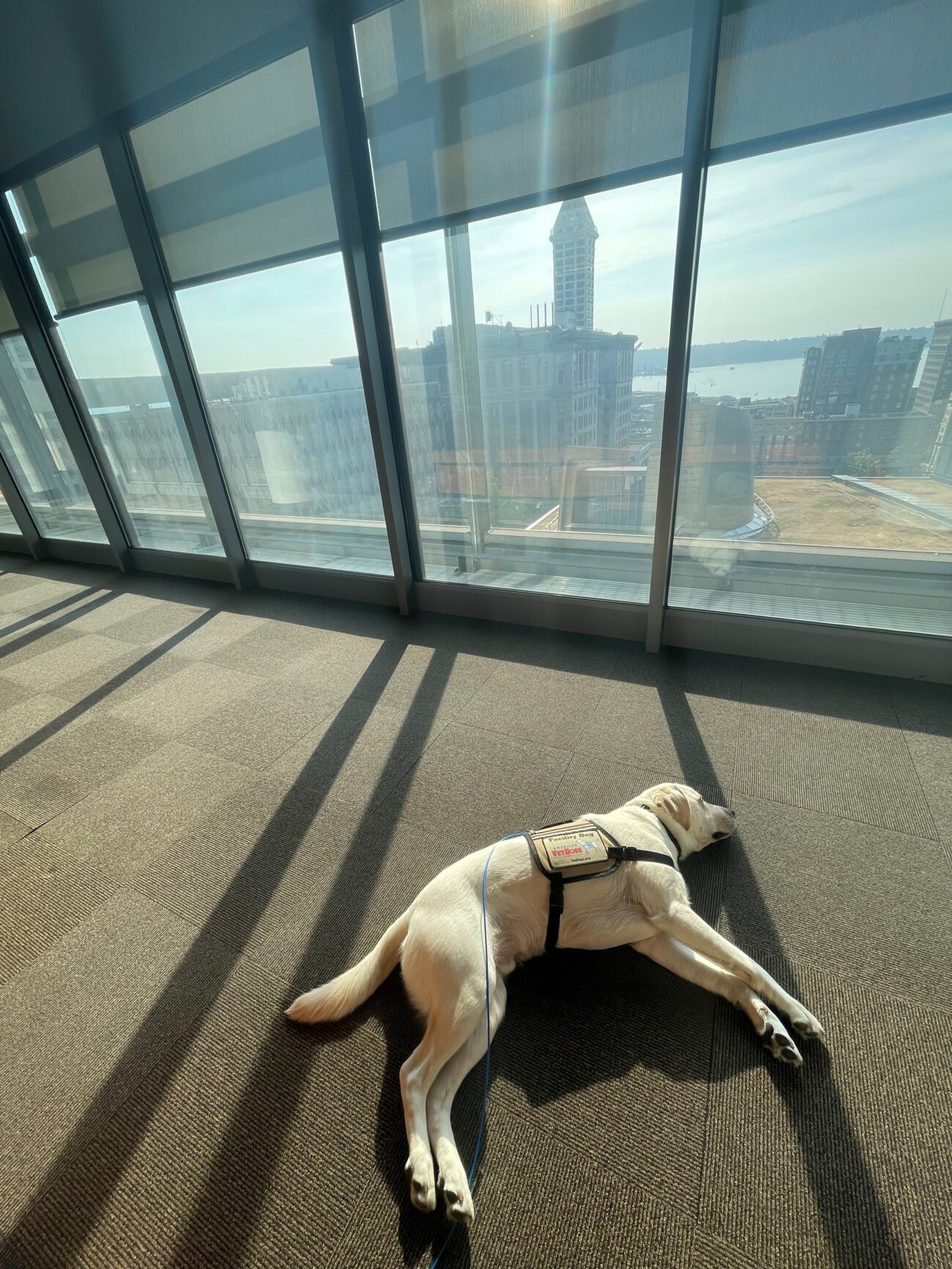 Comfort Dog Ryan is Still a Good Boy - SPD Blotter